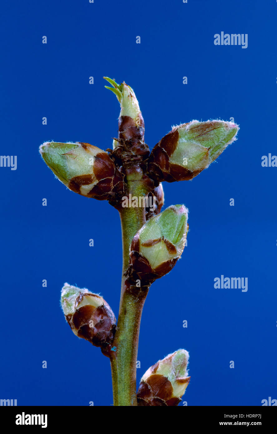 Flowering stages hi-res stock photography and images - Alamy