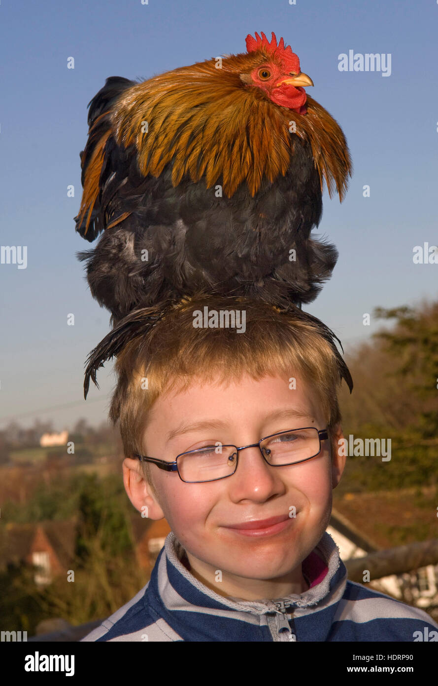 Chicken sitting on a boys head hi-res stock photography and images - Alamy