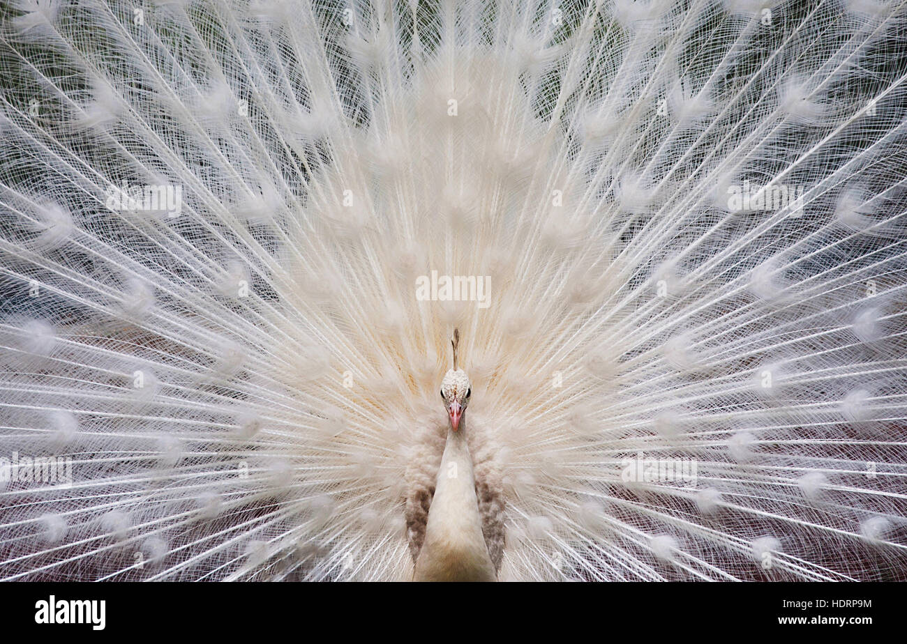 Beauty of white hi-res stock photography and images - Alamy