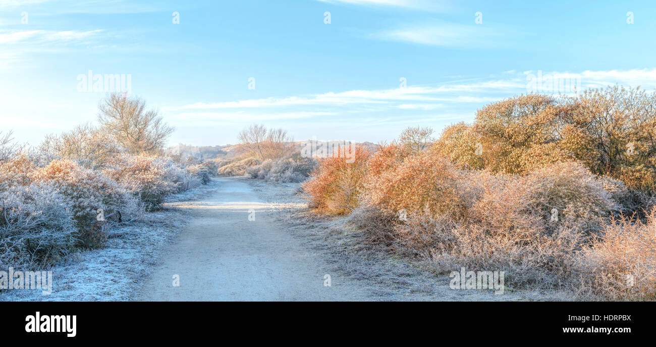 Hoarfrost in dune landscape, called Berkheide, Katwijk aan Zee, South ...
