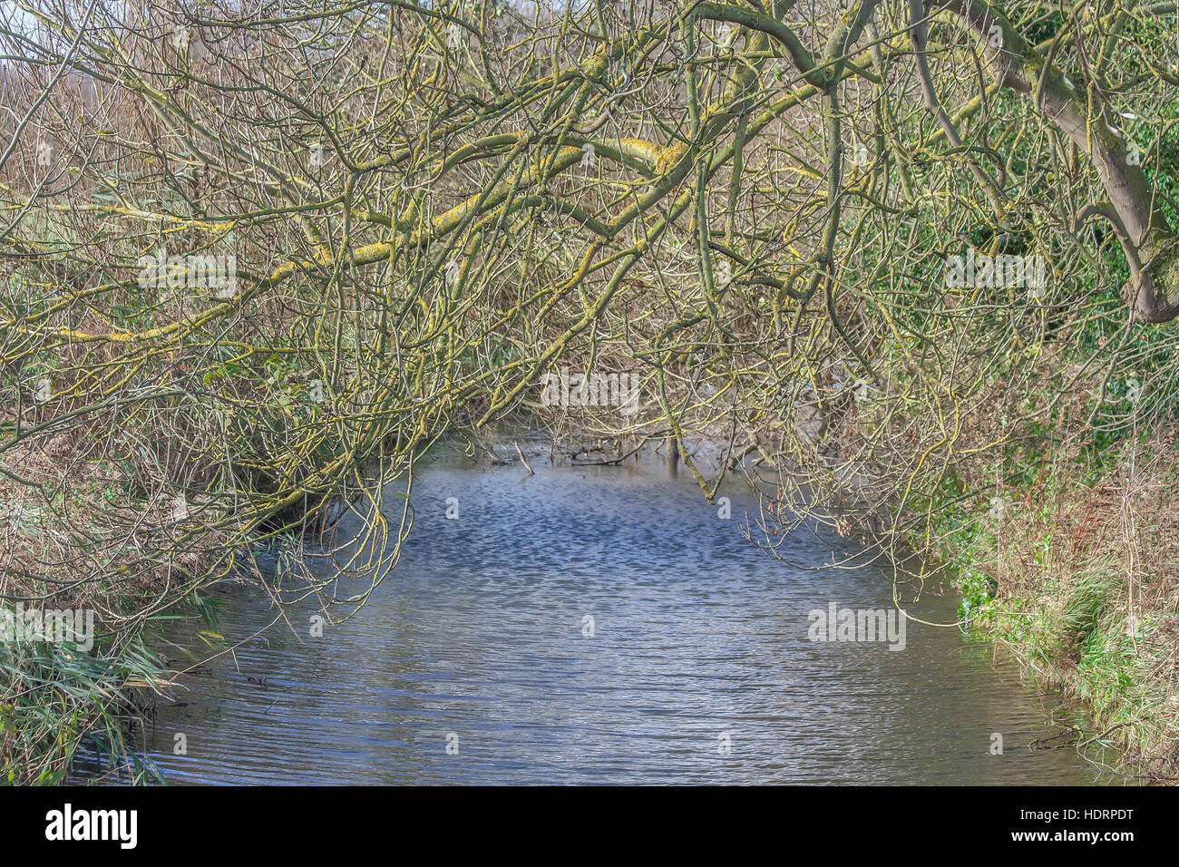 Tree branches hanging over water hi-res stock photography and images ...