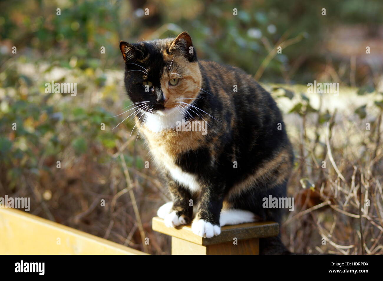Exotic cat in detail Stock Photo - Alamy
