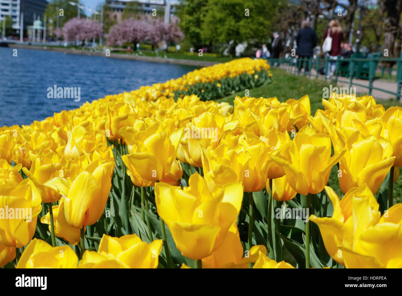 Tulips in spring. Bergen, Norway Stock Photo - Alamy