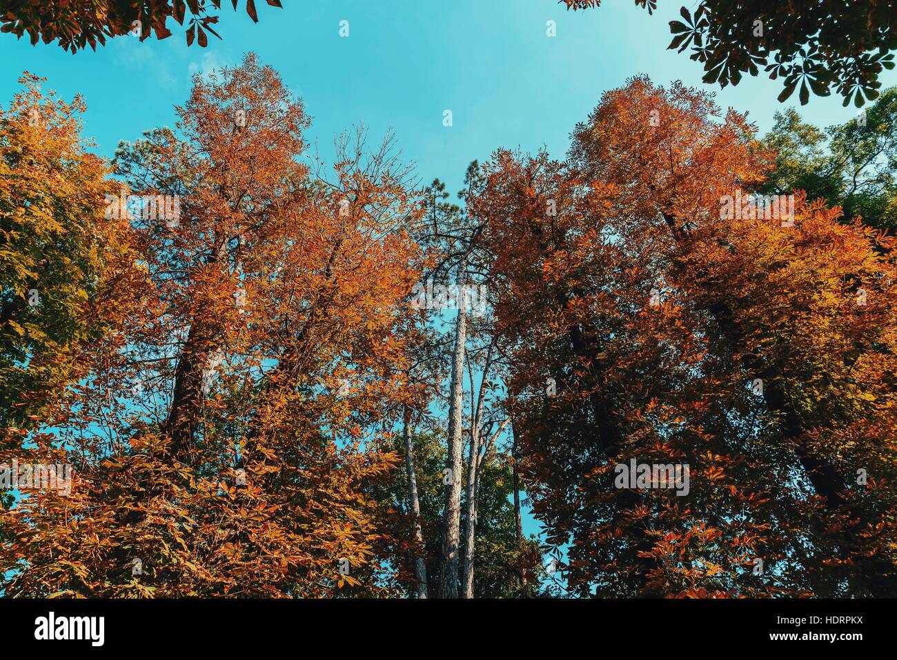 Below view of trees hi-res stock photography and images - Alamy