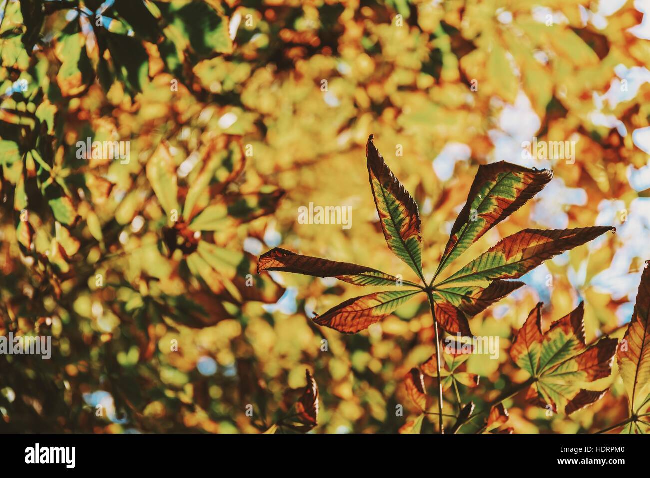 Yellow Fall Leaves Stock Photo - Alamy