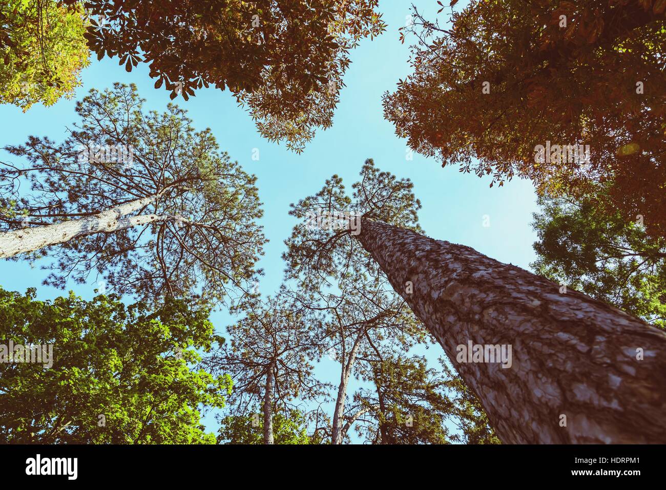 Oak trees below hi-res stock photography and images - Alamy