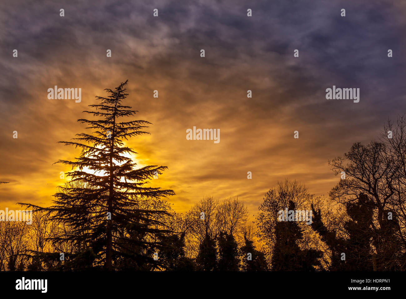 Park trees with the cloudy background in the evening Stock Photo - Alamy
