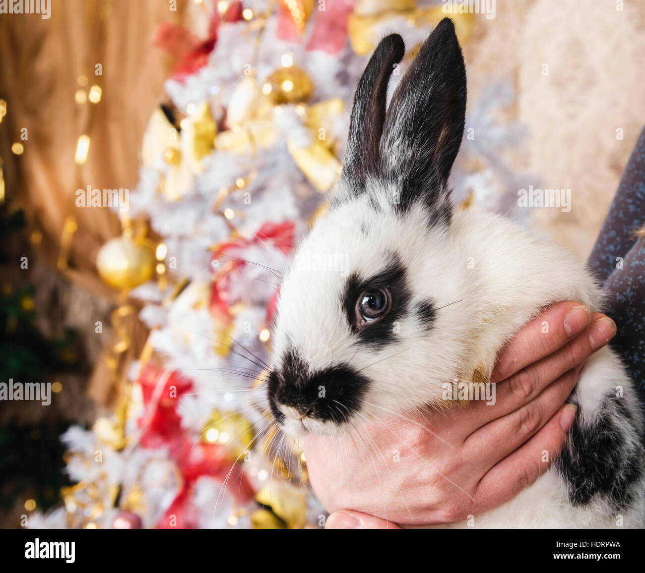rabbit in the hand Stock Photo - Alamy