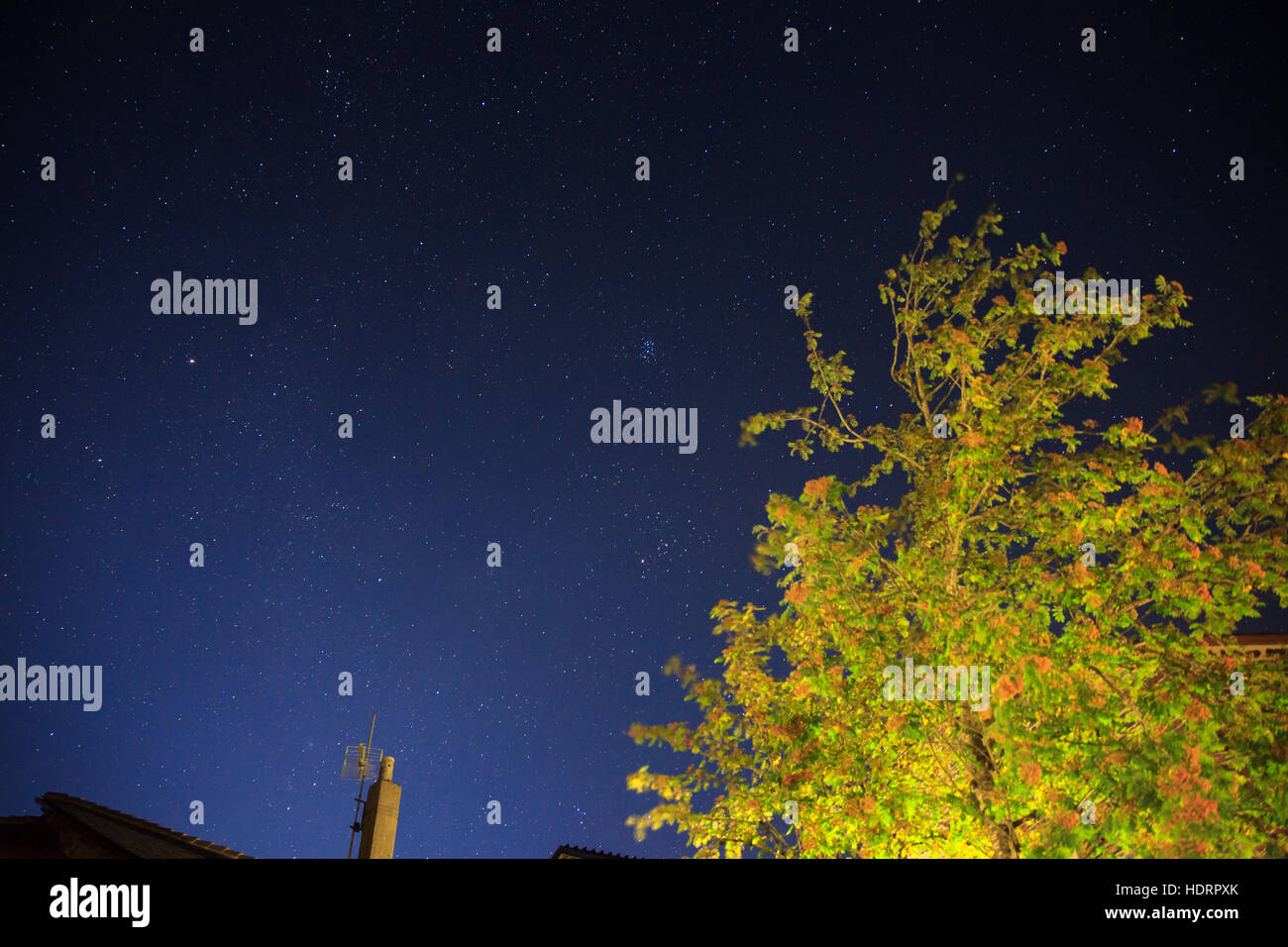 Night view of tree on stellar sky Stock Photo - Alamy