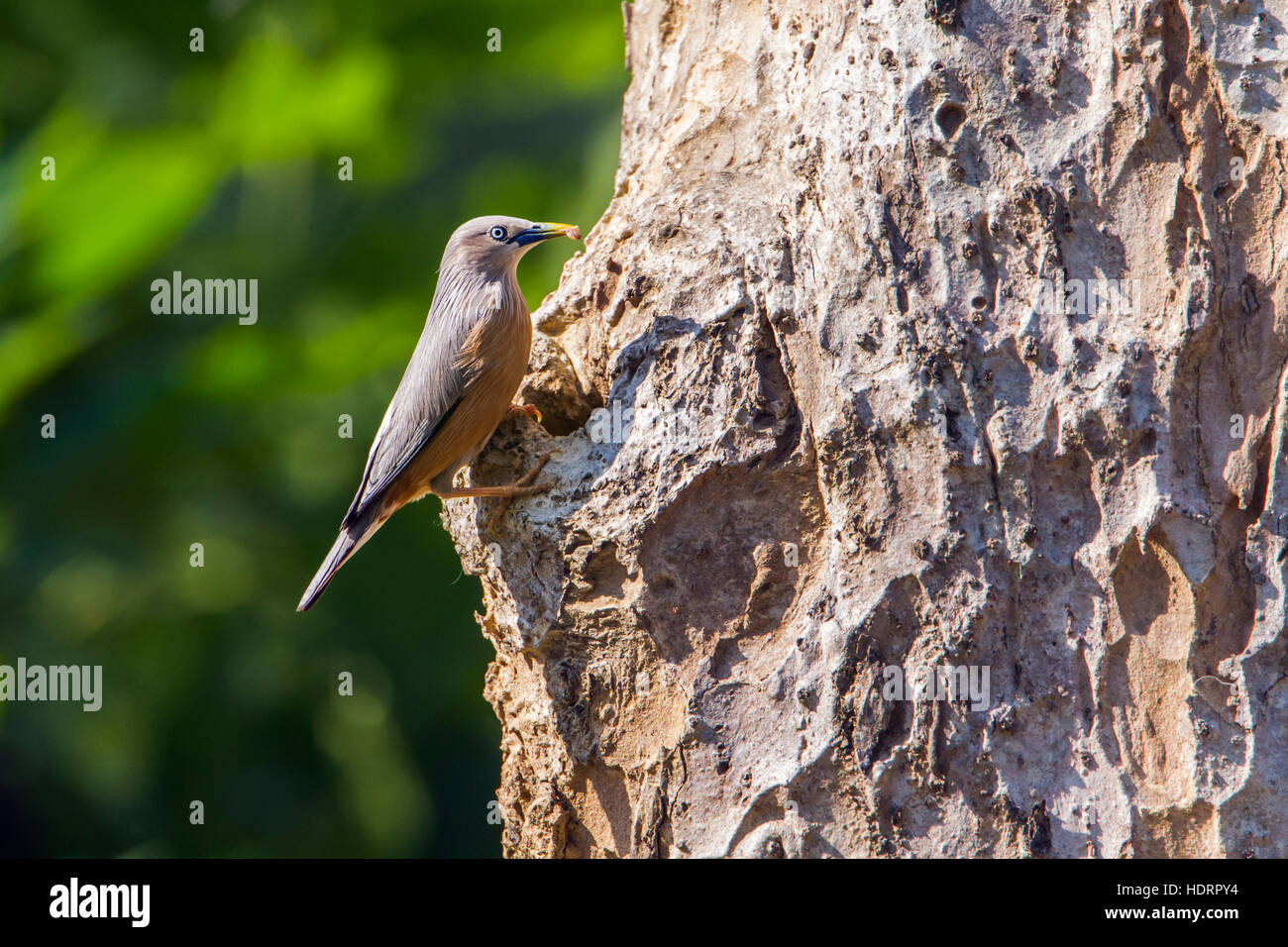 Chestnut-tailed starling in Bardia national park, Nepal ; specie ...