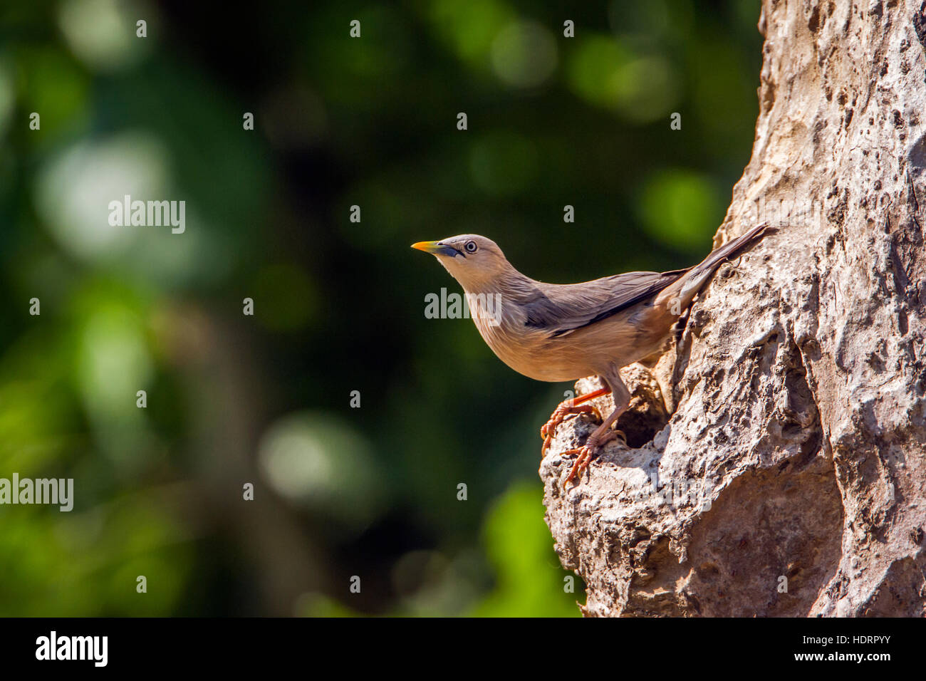 Chestnut-tailed starling in Bardia national park, Nepal ; specie ...