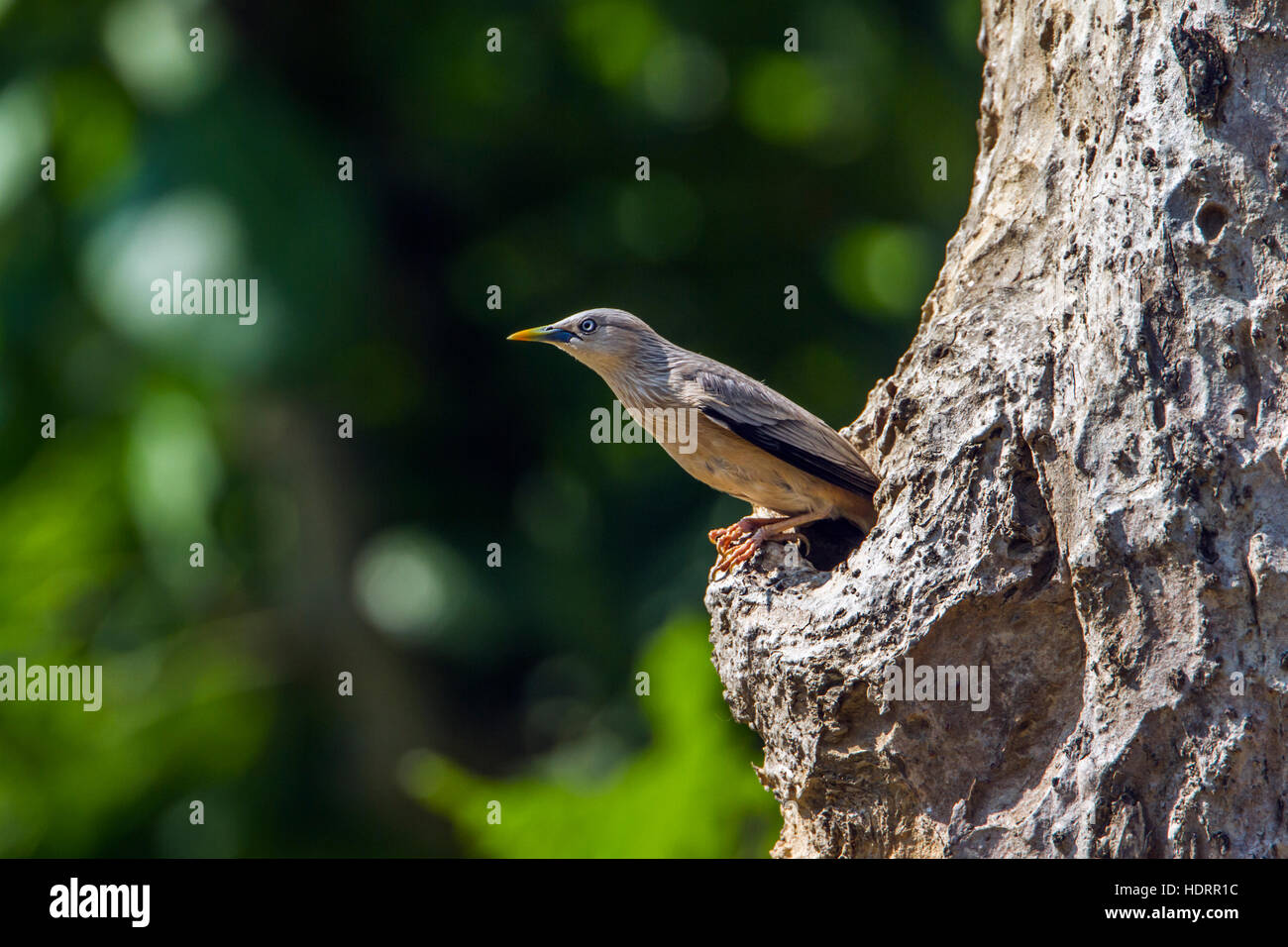 Chestnut-tailed starling in Bardia national park, Nepal ; specie ...