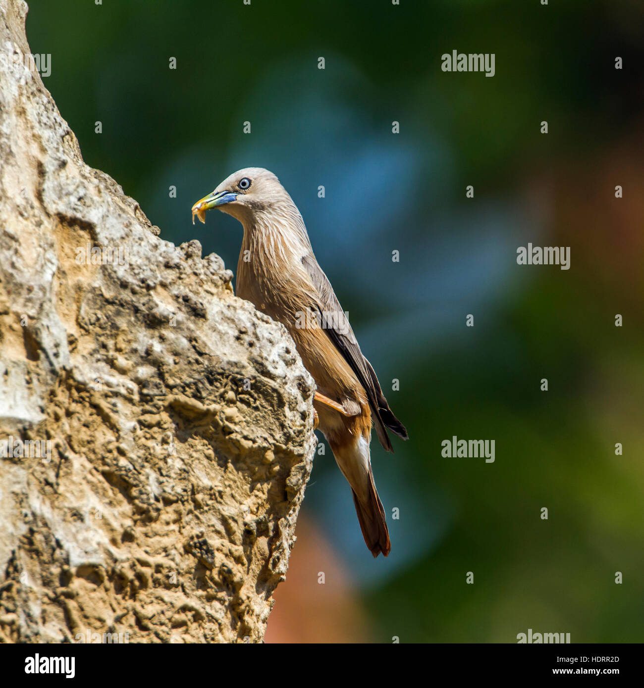 Chestnut-tailed starling in Bardia national park, Nepal ; specie ...
