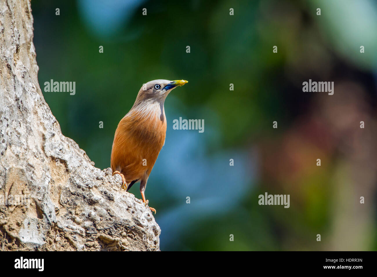 Chestnut-tailed starling in Bardia national park, Nepal ; specie ...