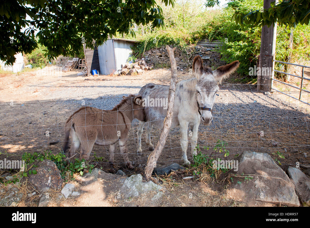 Donkey and baby donkey in the stable Stock Photo - Alamy