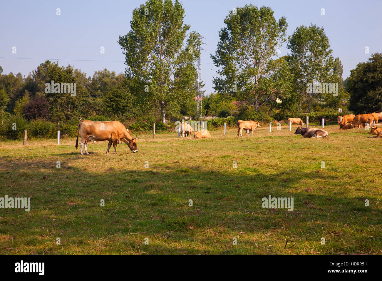 The cows grazing in the spanish countryside Stock Photo - Alamy