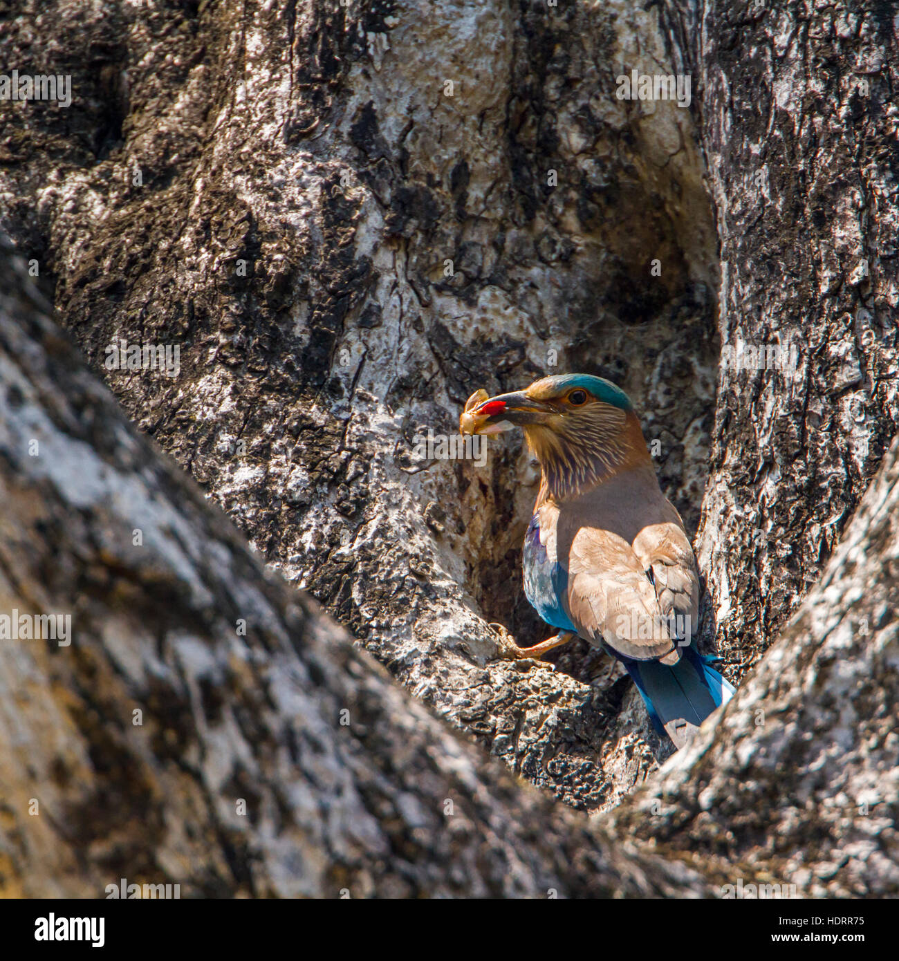 Indian roller in Bardia national park, Nepal ; specie Coracias ...