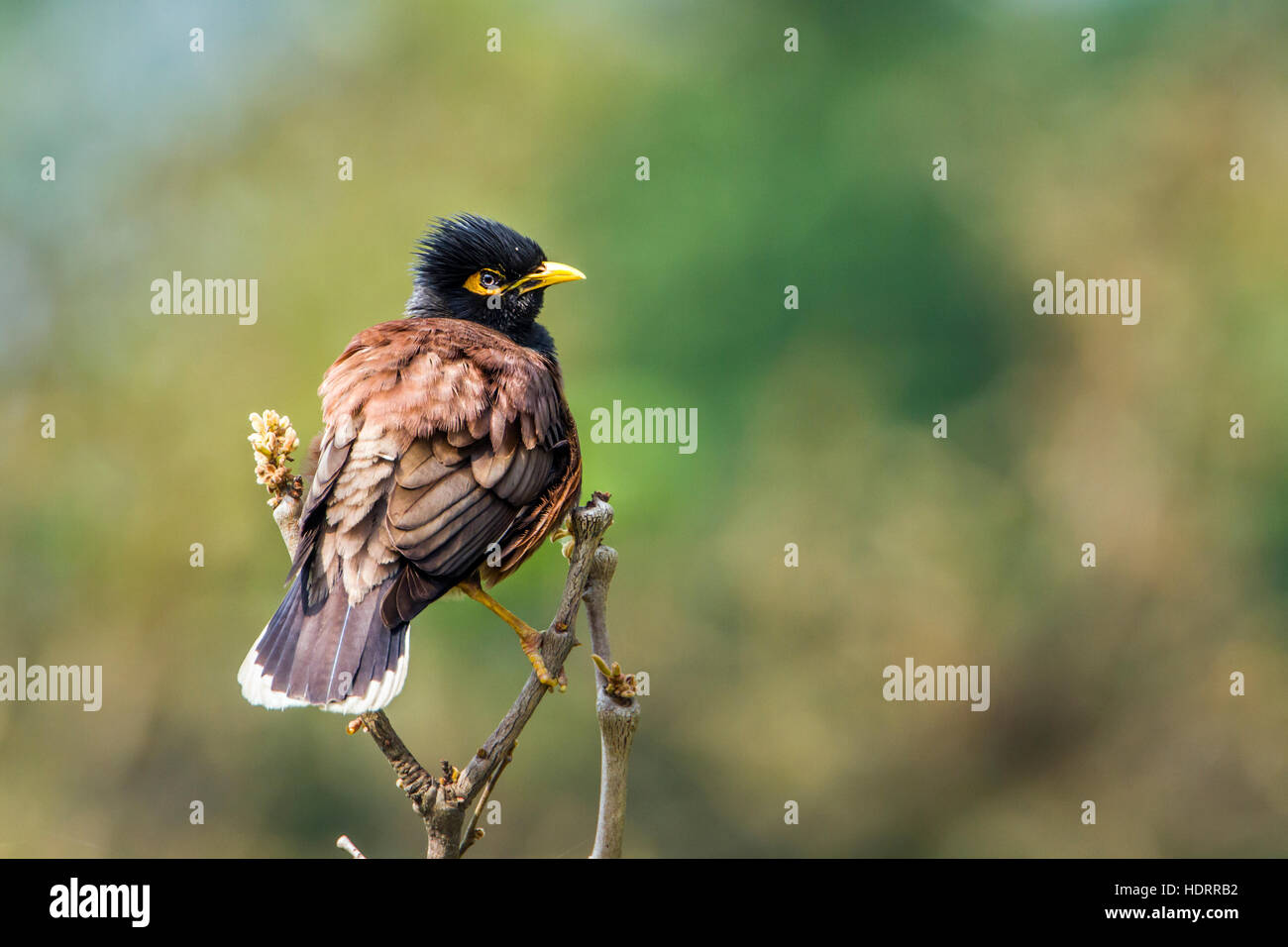 Common mynah hi-res stock photography and images - Alamy