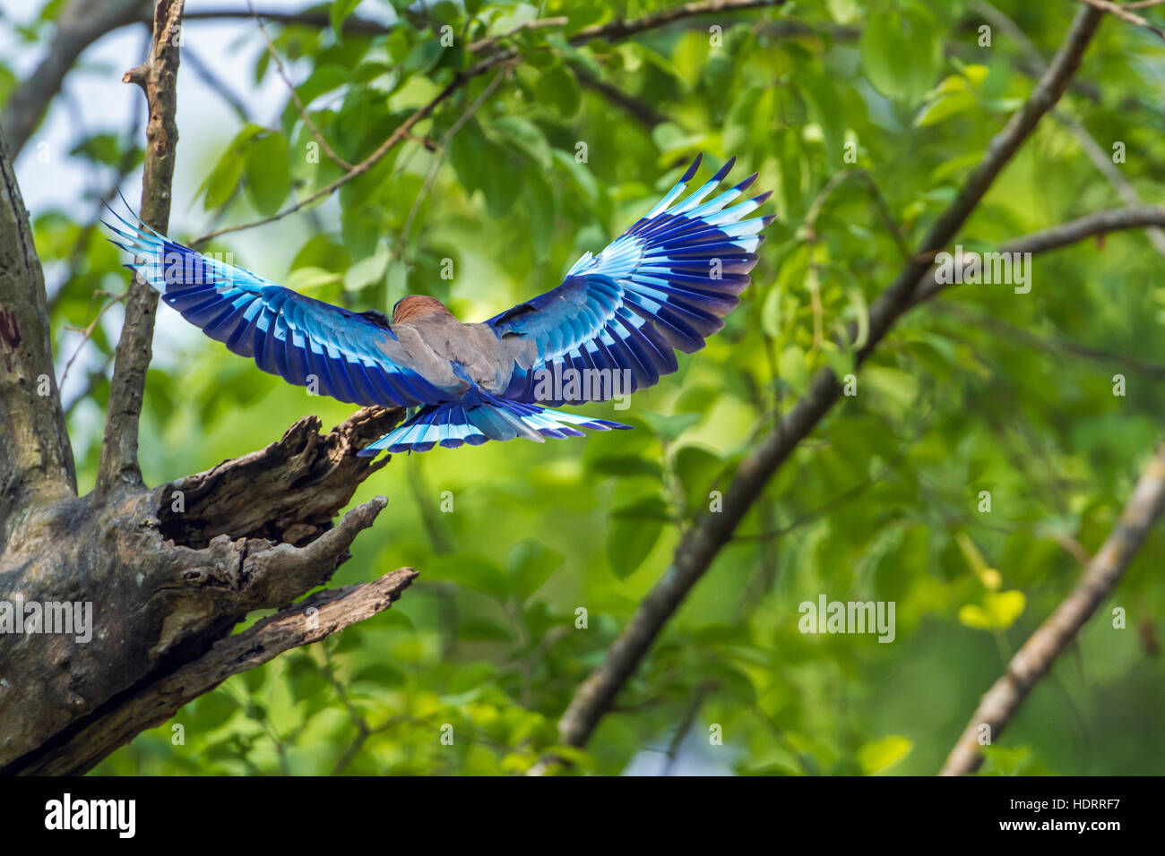 Indian roller in Bardia national park, Nepal ; specie Coracias ...