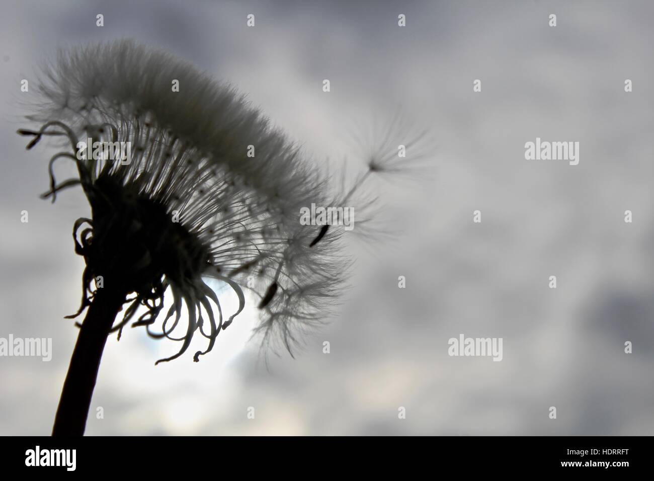 A dandelion blown in the winter wind, with the sun blocked by clouds ...