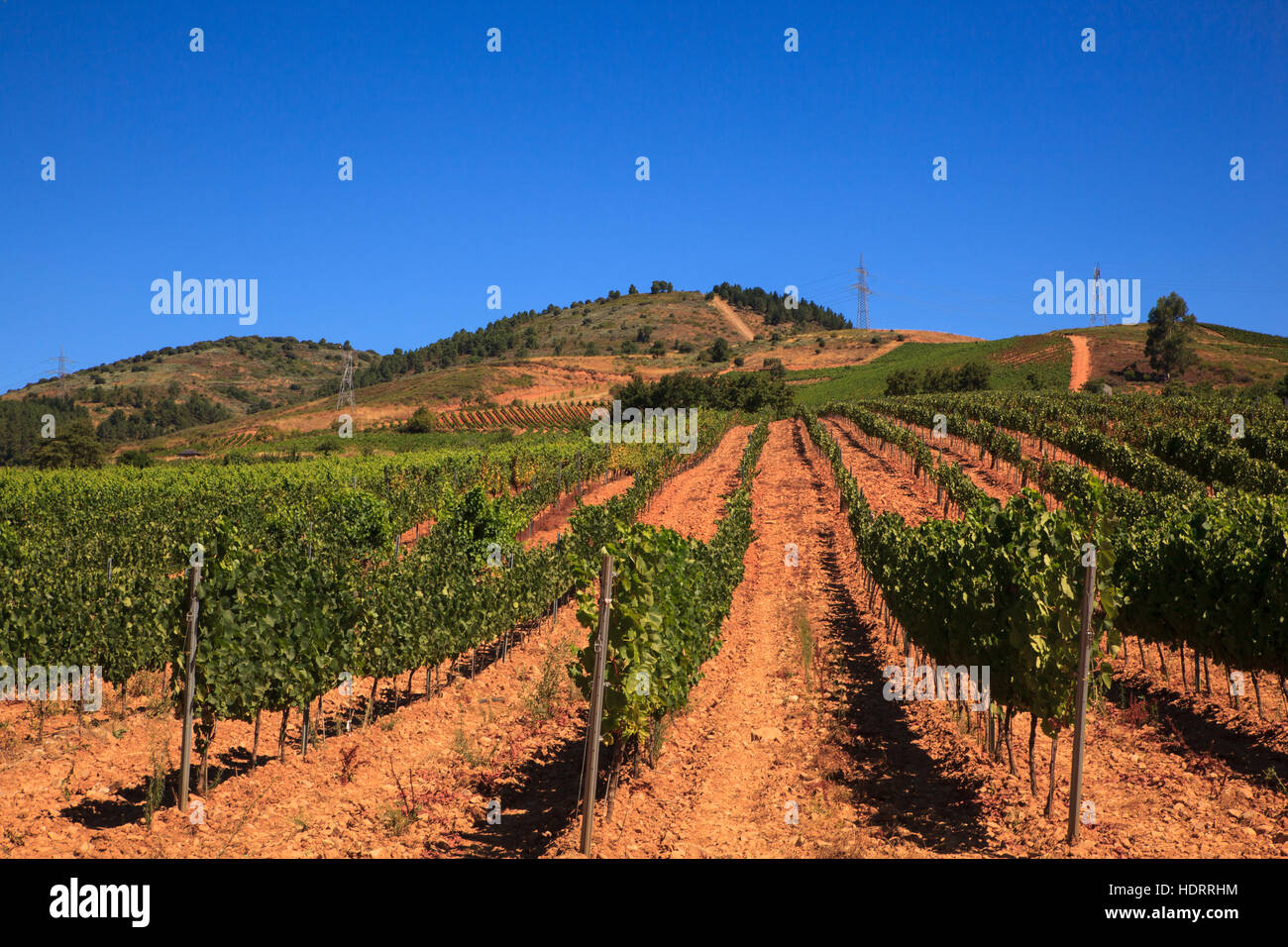 View of vineyards in the Spanish countryside, territory of Villafranca ...