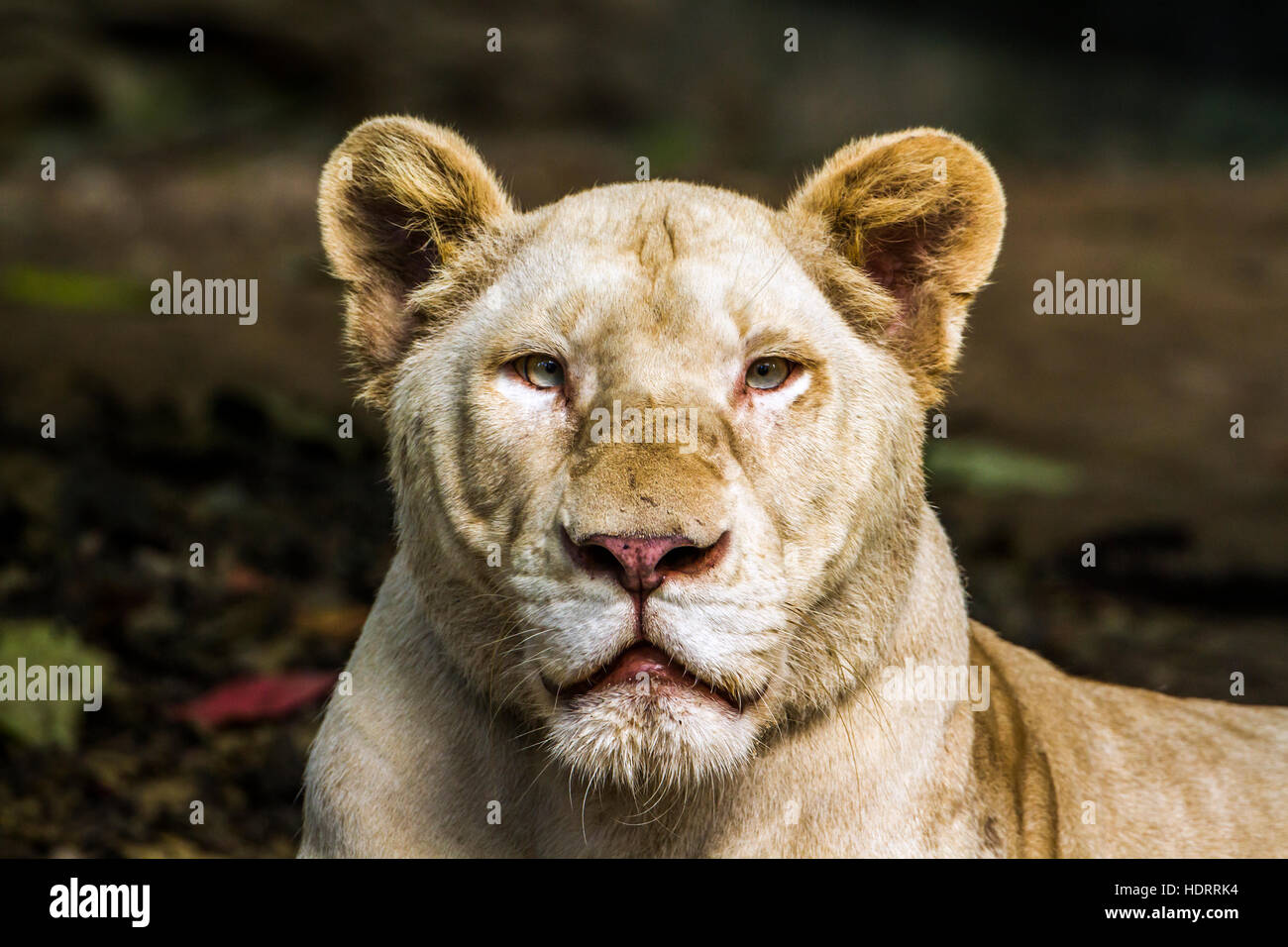 White Lioness Face