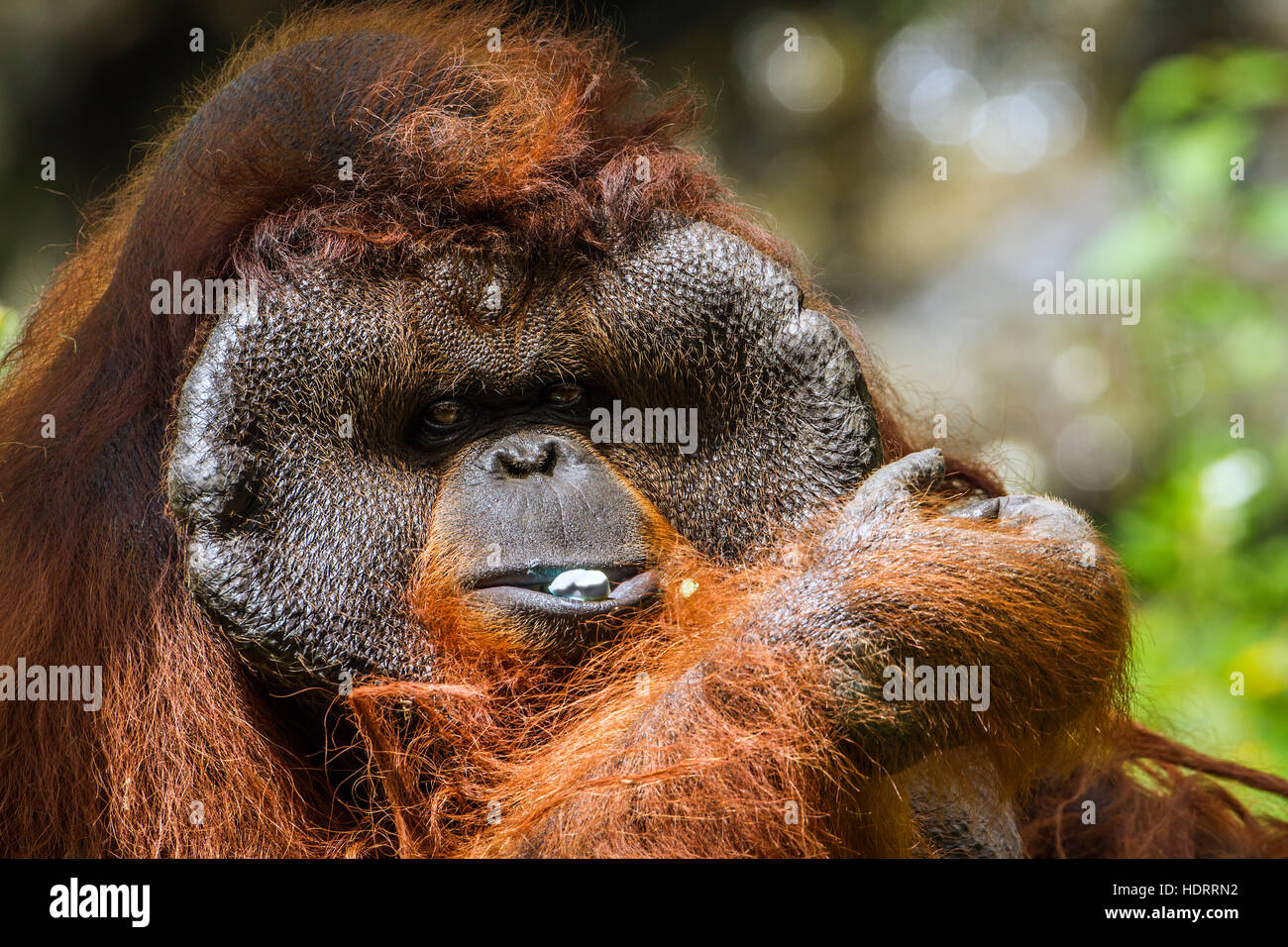 Orangutan Pongo Pygmaeus Asia Stock Photos & Orangutan Pongo Pygmaeus ...