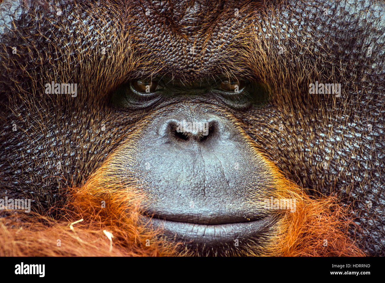 Pongo pygmaeus indonesia borneo family hi-res stock photography and ...