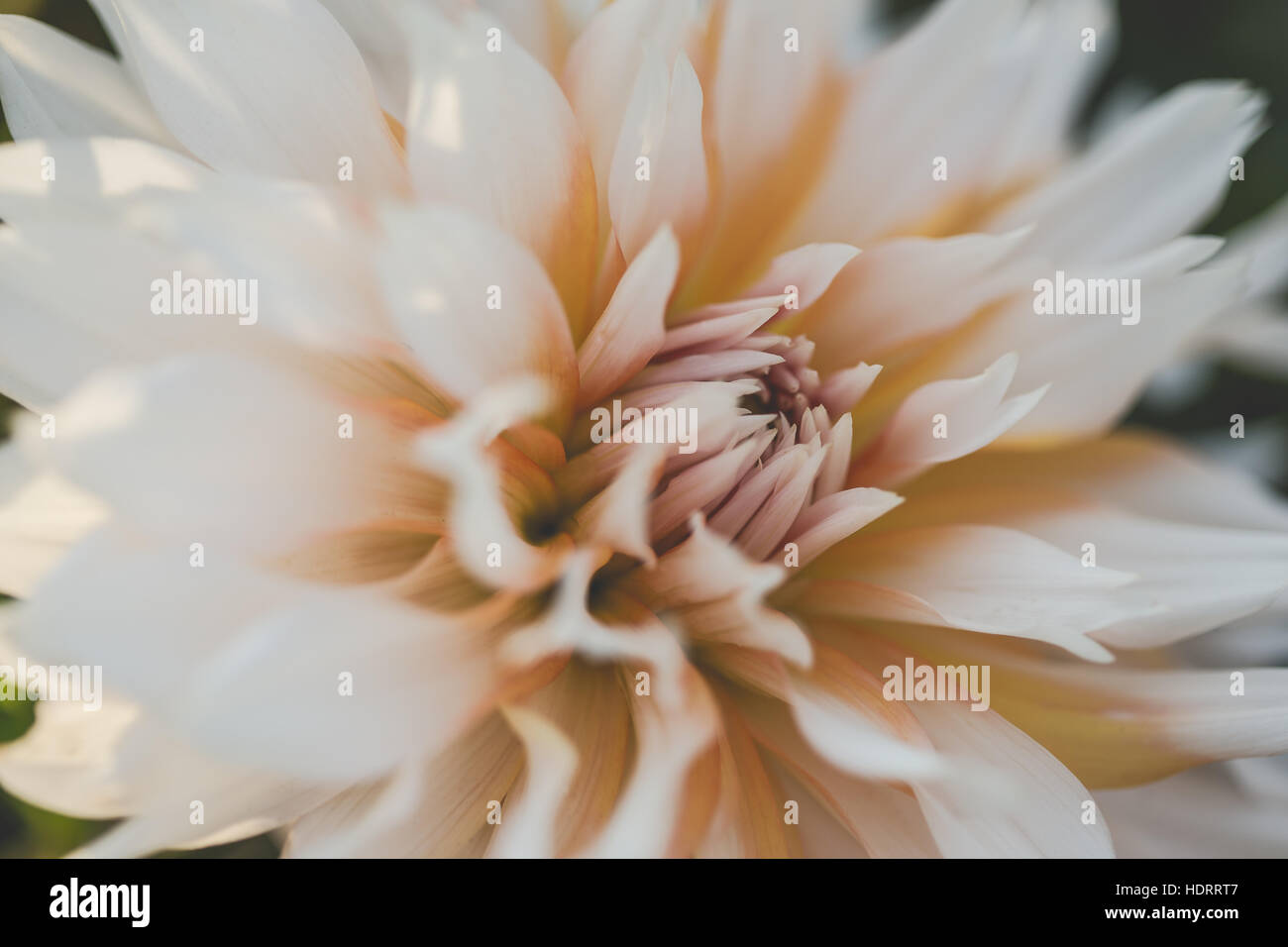 Pink dahlia, single flower in selective focus Stock Photo - Alamy