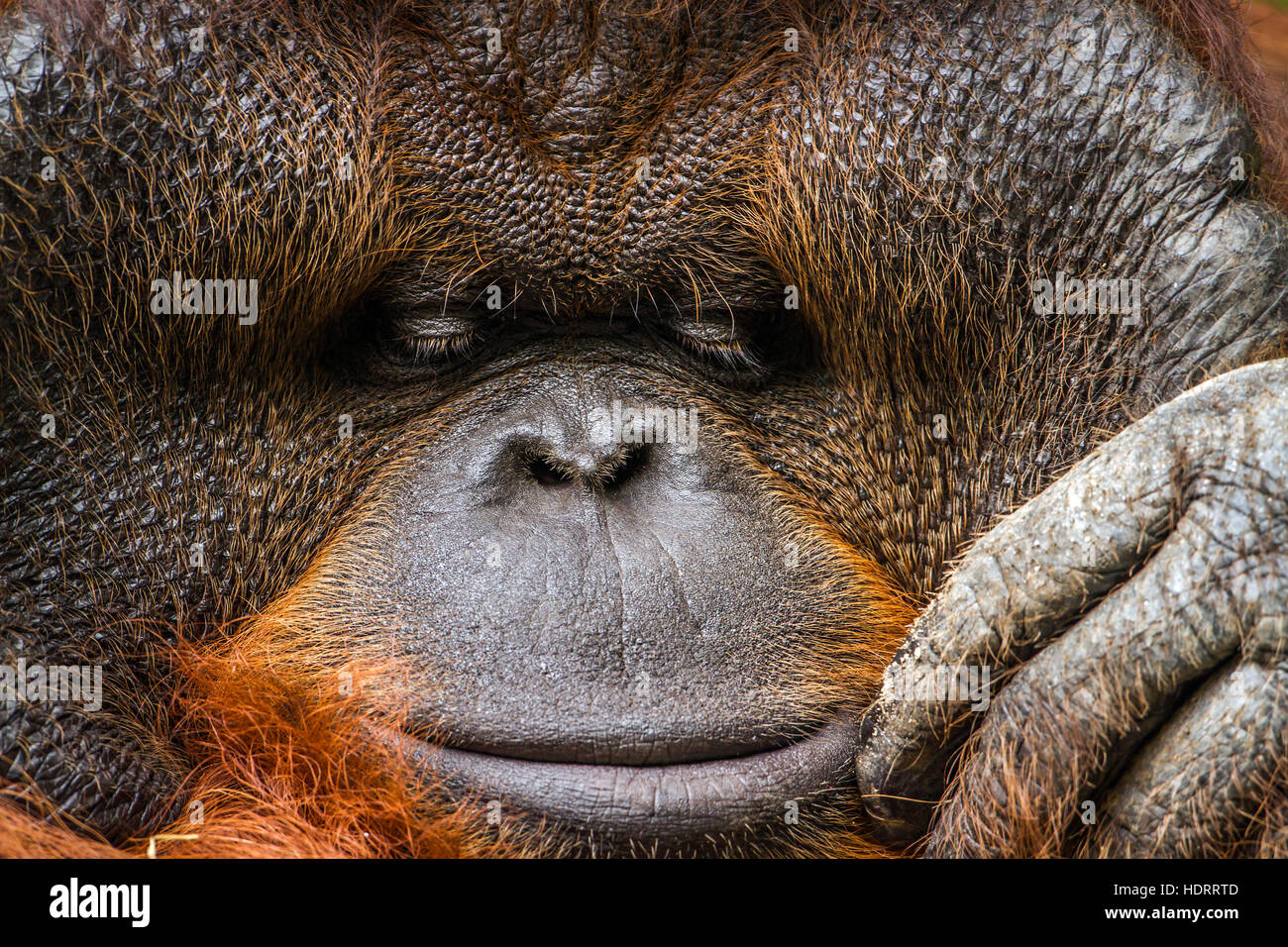 Family ape hominidae hi-res stock photography and images - Alamy