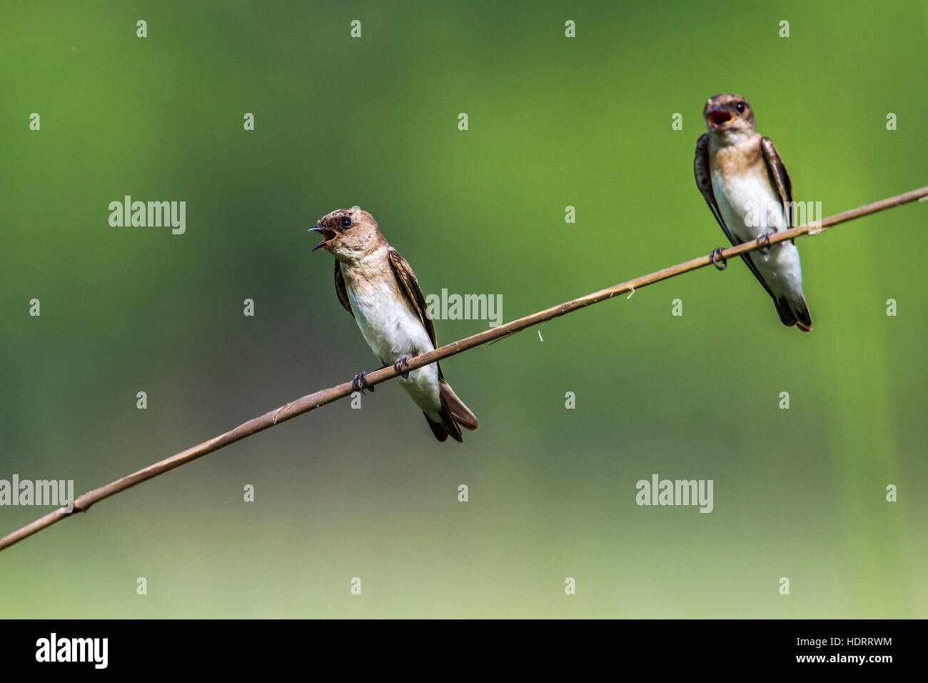 Terai nepal plain hi-res stock photography and images - Alamy