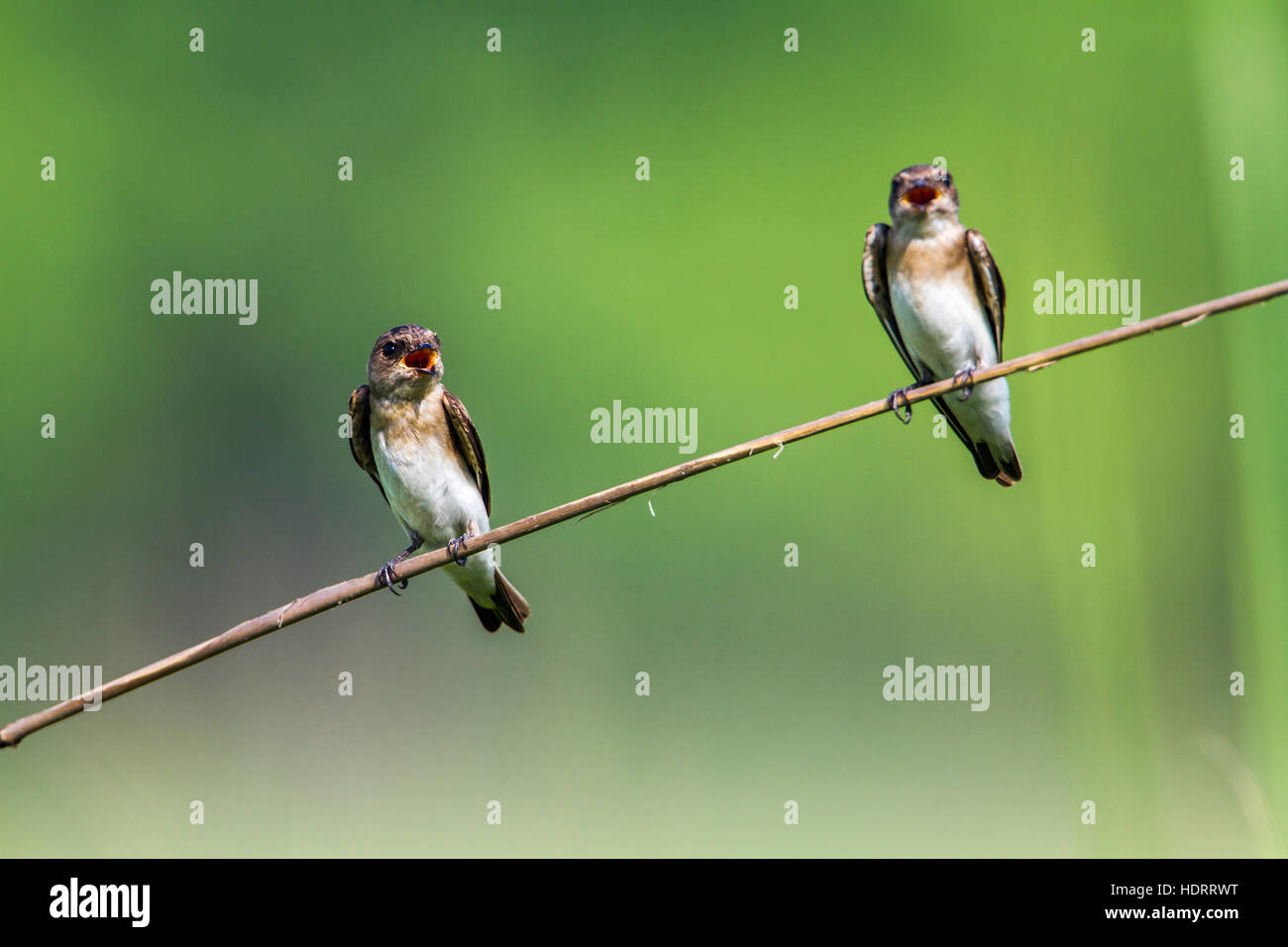 Terai nepal plain hi-res stock photography and images - Alamy