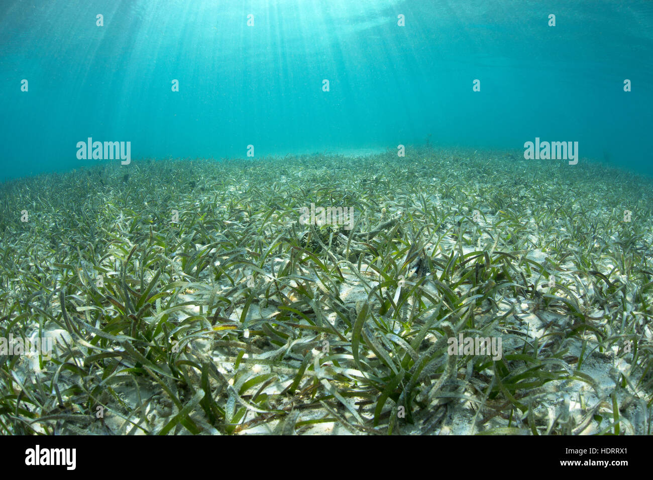 Dry Tortugas 2015, Healthy seagrass covers the ocean floor Stock Photo ...