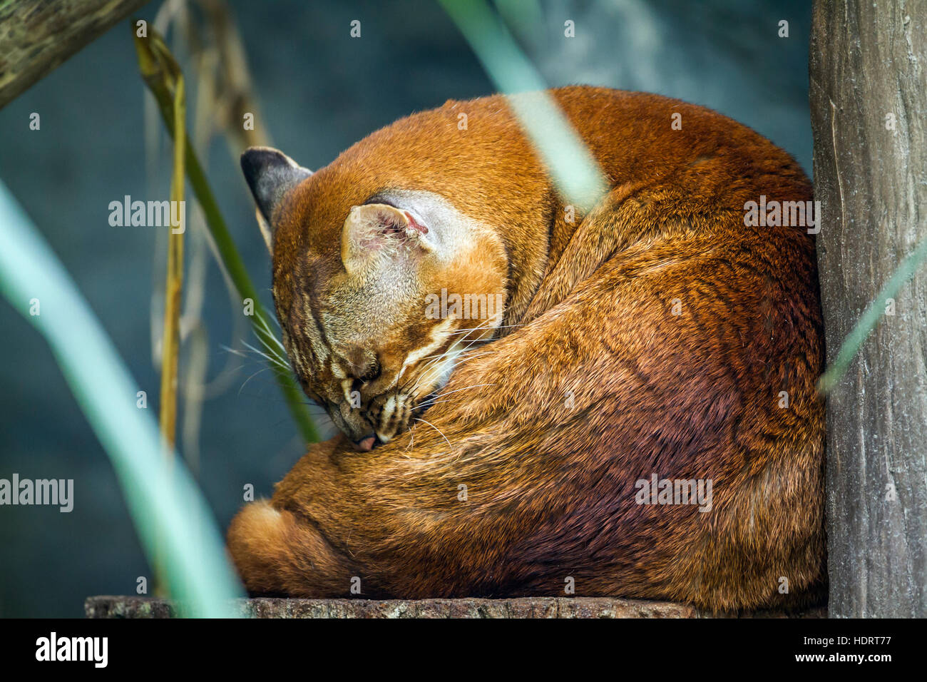 Asian golden cat in Chiang Mai zoo, Thailand ; specie Catopuma ...