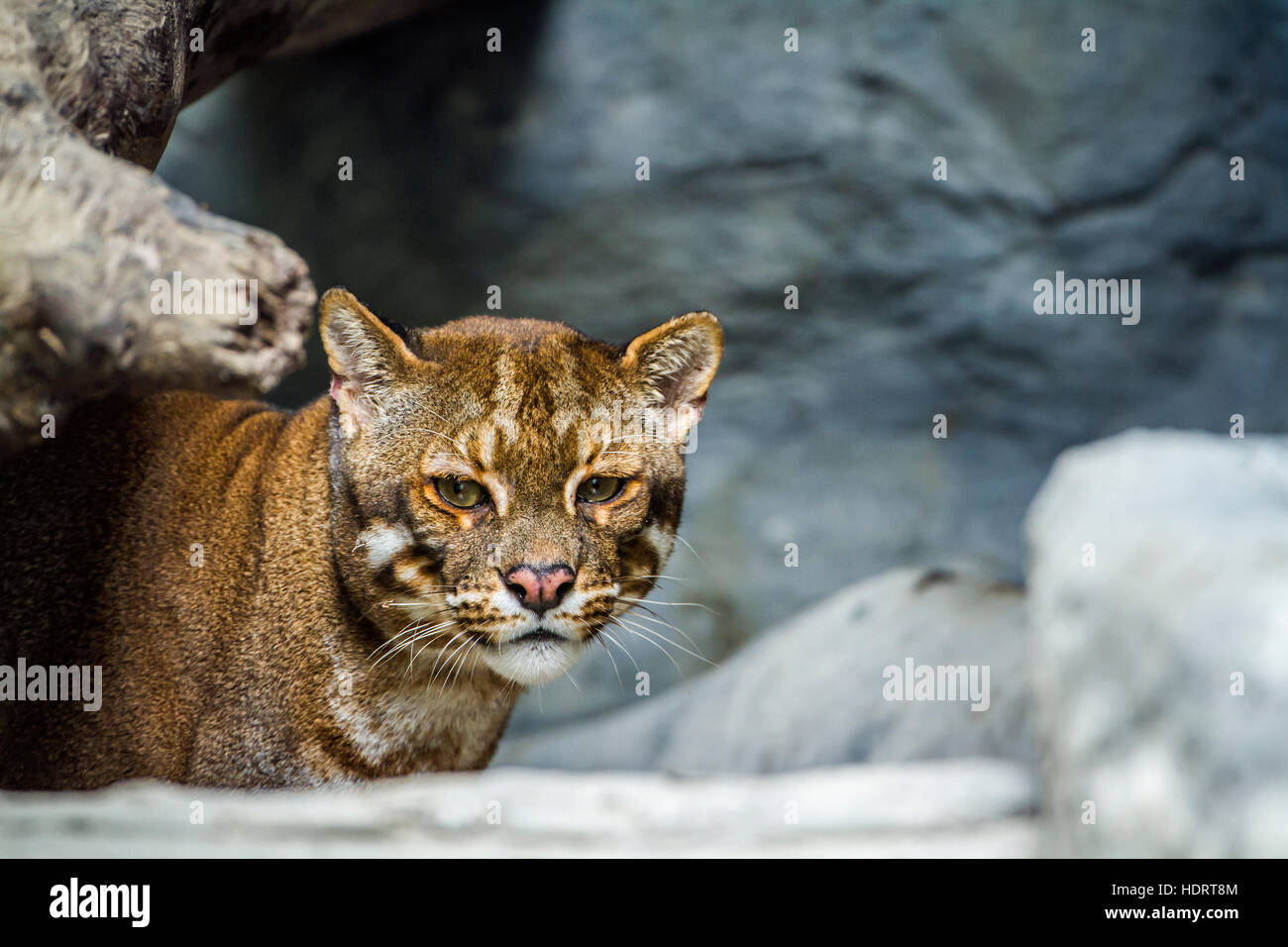 Asian golden cat in Chiang Mai zoo, Thailand ; specie Catopuma ...