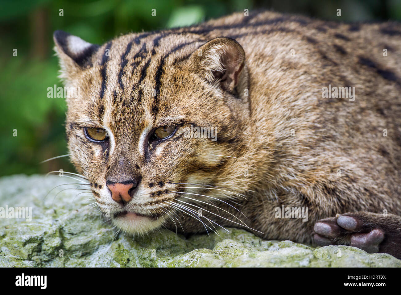 Fishing cat in Chiang Mai Zoo, Thailand ; Specie Prionailurus ...