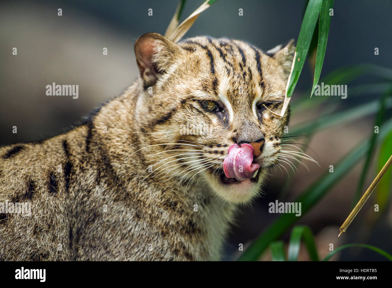 Mai cat hi-res stock photography and images - Alamy