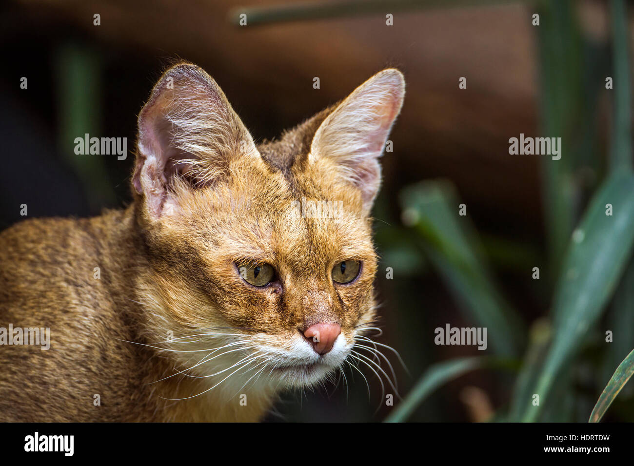 Jungle cat in Chiang Mai Zoo, Thailand ; specie Felis chaus family of ...