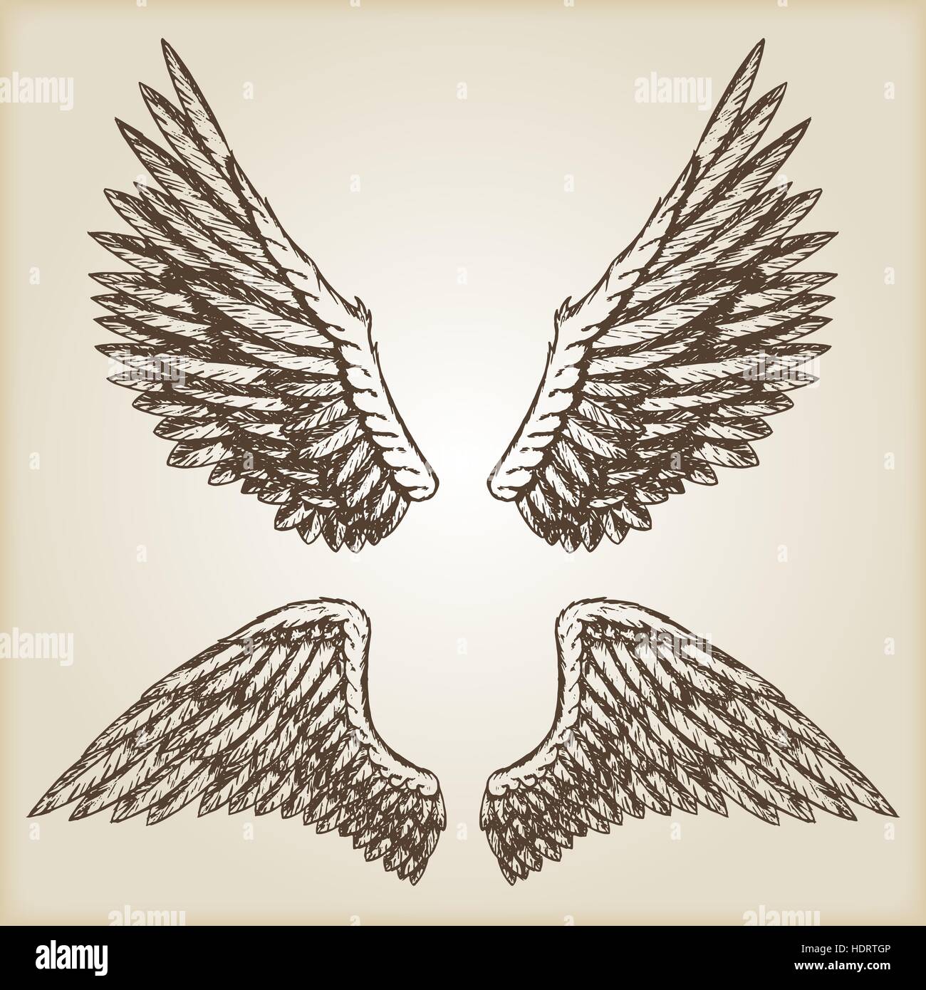 Hand drawn vector vintage illustration - naturalistic spread wings ...