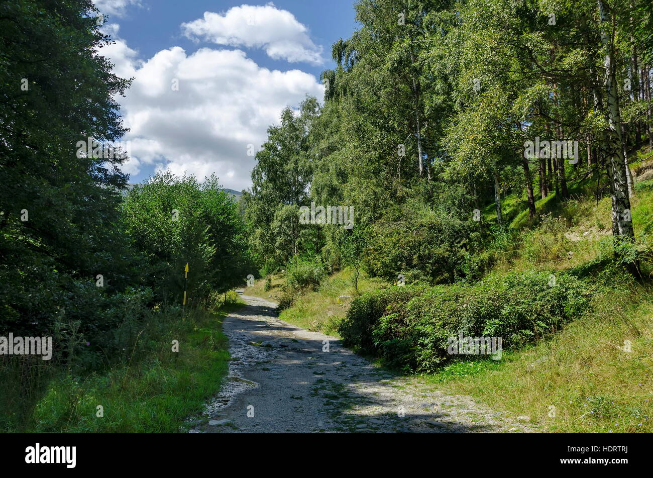 Panorama of ecological path through a green summer forest, Vitosha ...