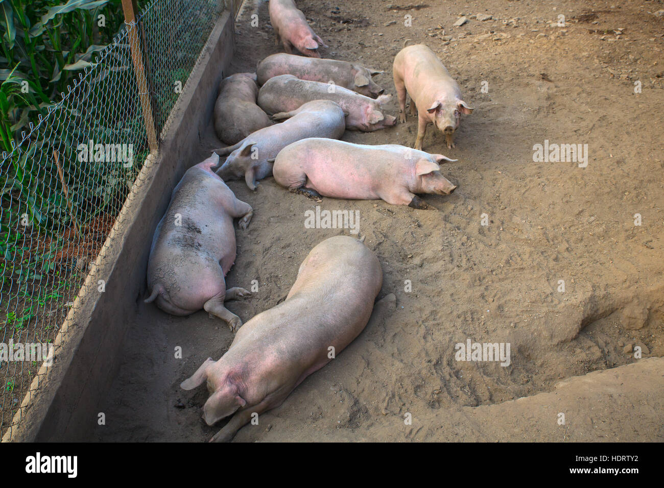 View of the domestic pigs in the pigpen Stock Photo - Alamy