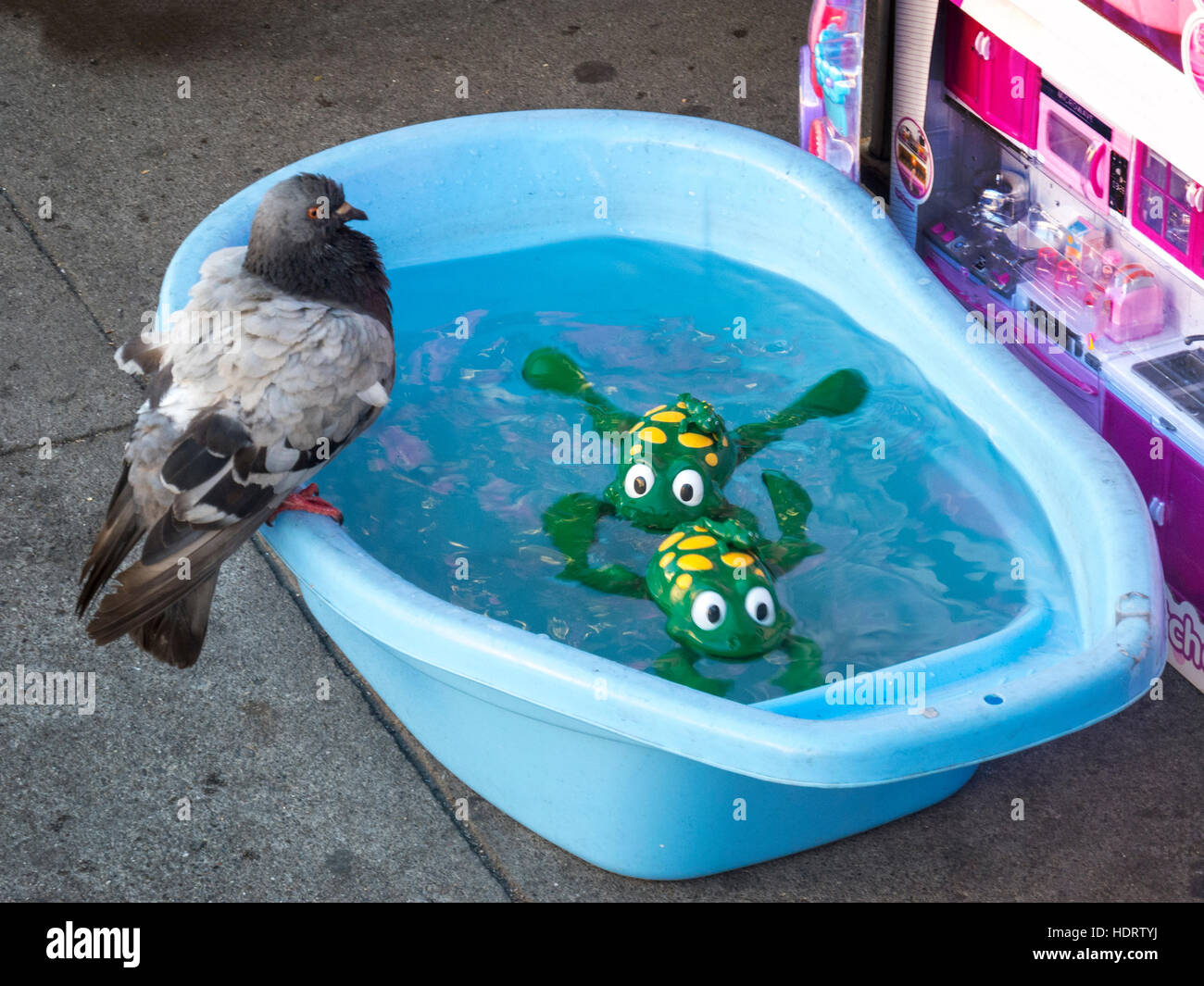 Mechanical Pigeons High Resolution Stock Photography and Images - Alamy