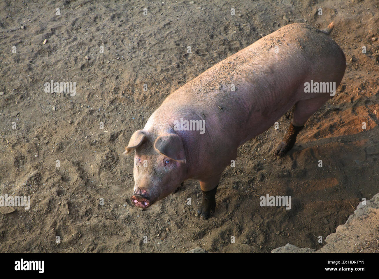 View of the domestic pig in the pigpen Stock Photo - Alamy