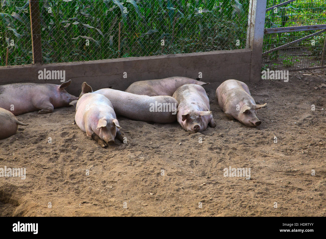 View of the domestic pigs in the pigpen Stock Photo - Alamy