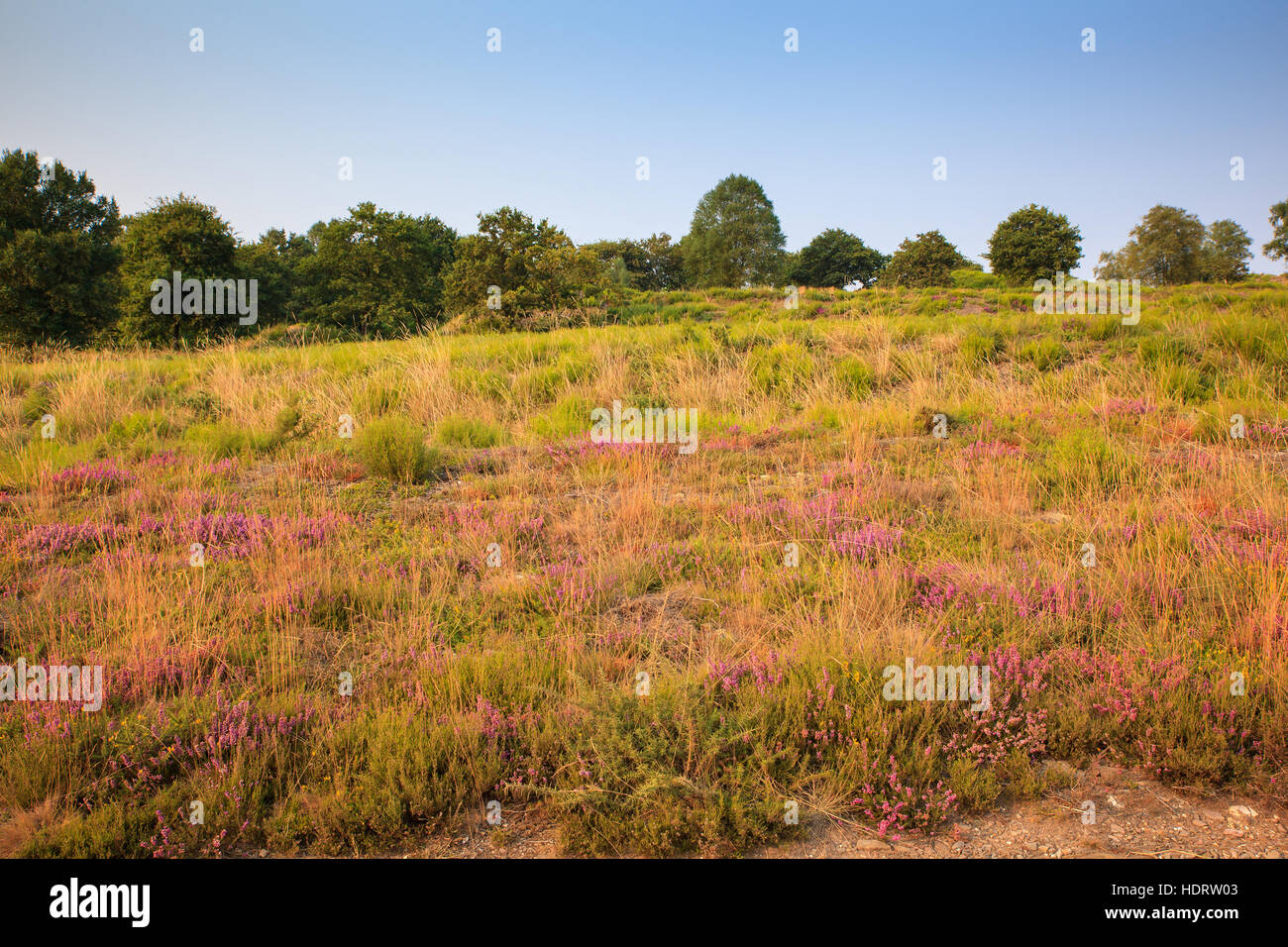 Spain heather flowers flower hi-res stock photography and images - Alamy