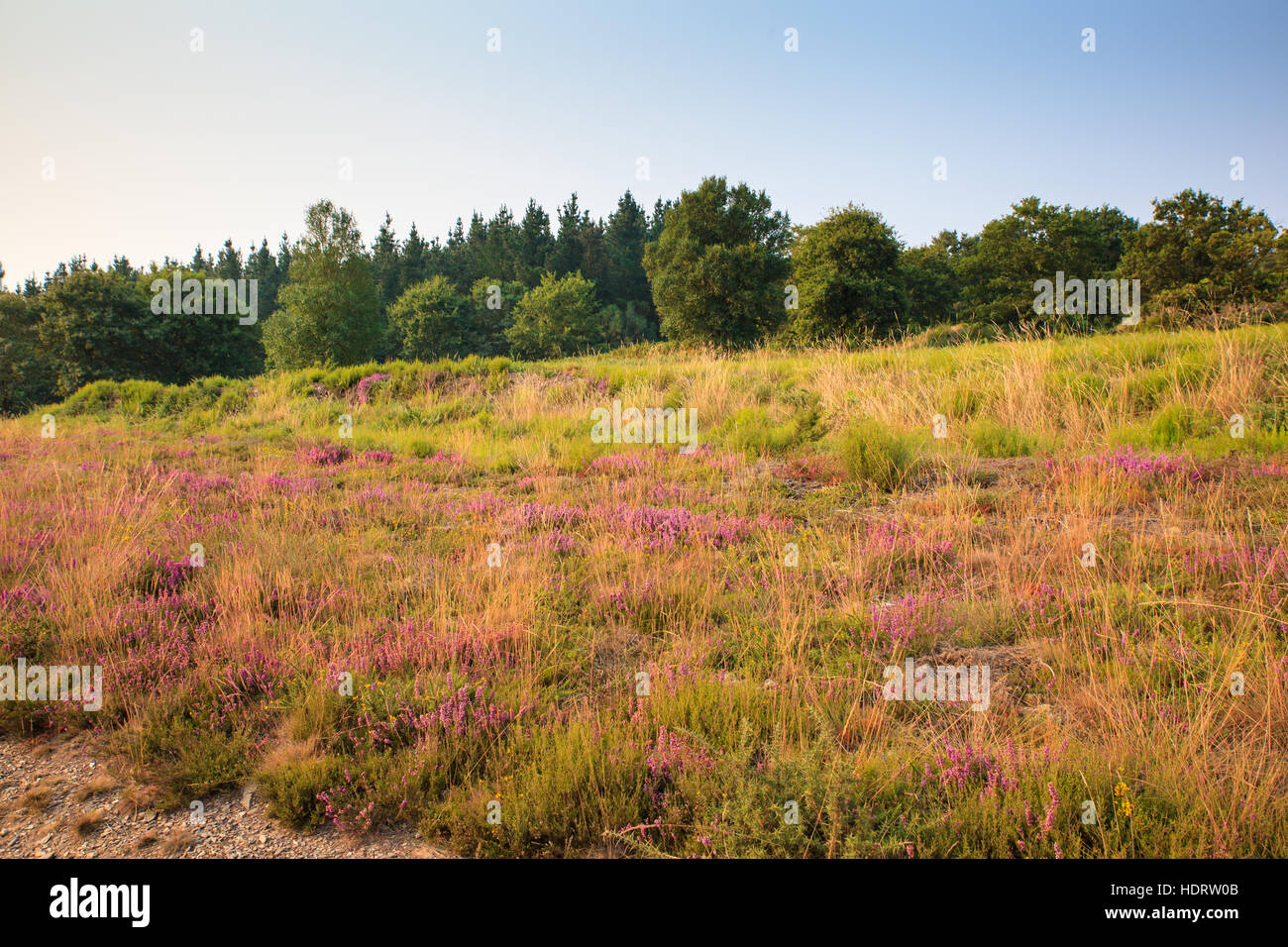 Spain heather flowers flower hi-res stock photography and images - Alamy