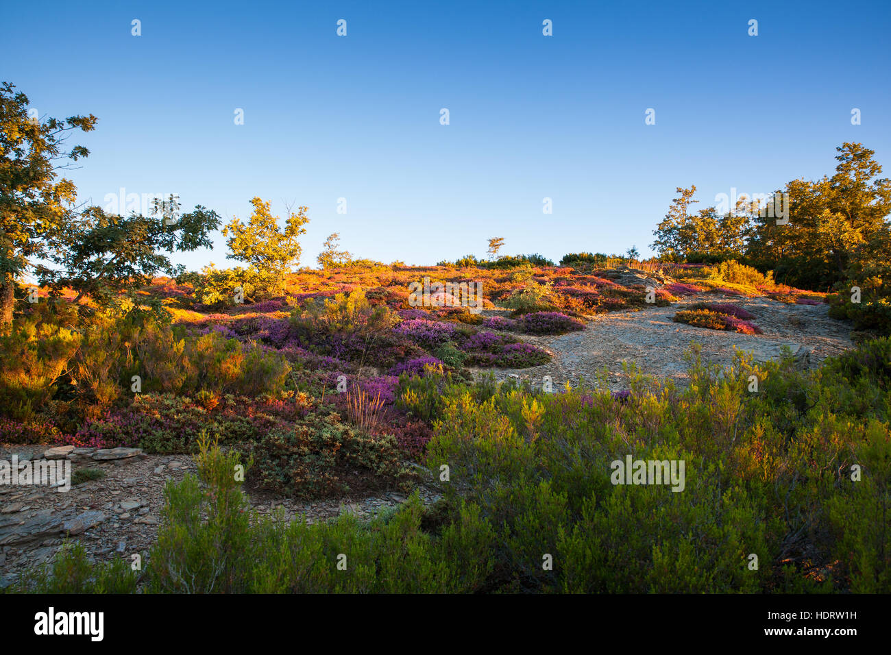 Heather flowers in the spanish countryside at sunrise Stock Photo - Alamy