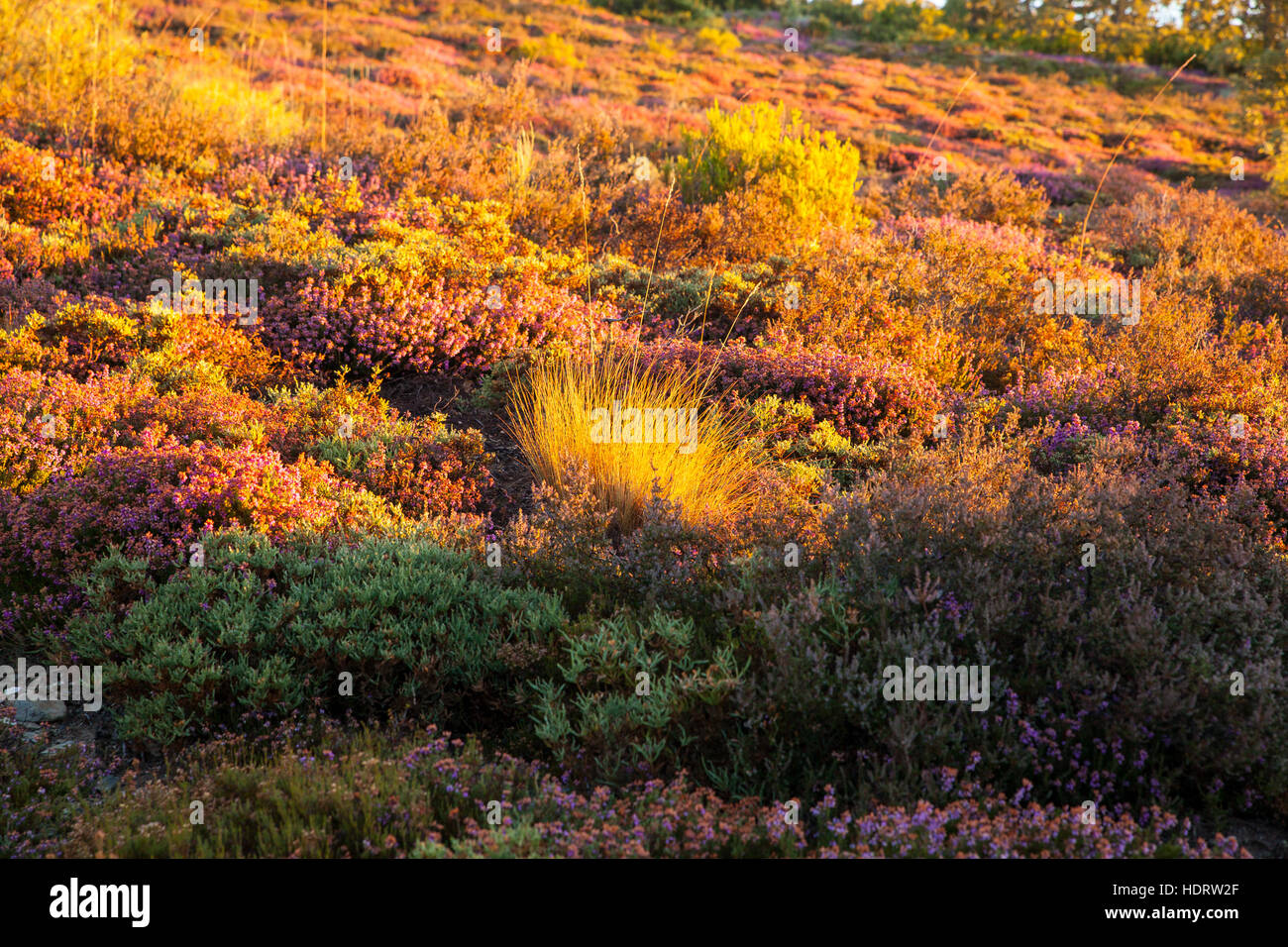 Spain heather flowers flower hi-res stock photography and images - Alamy