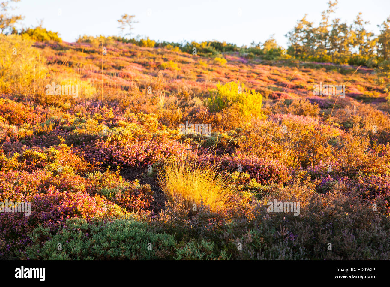 Heather flowers in the spanish countryside at sunrise Stock Photo - Alamy