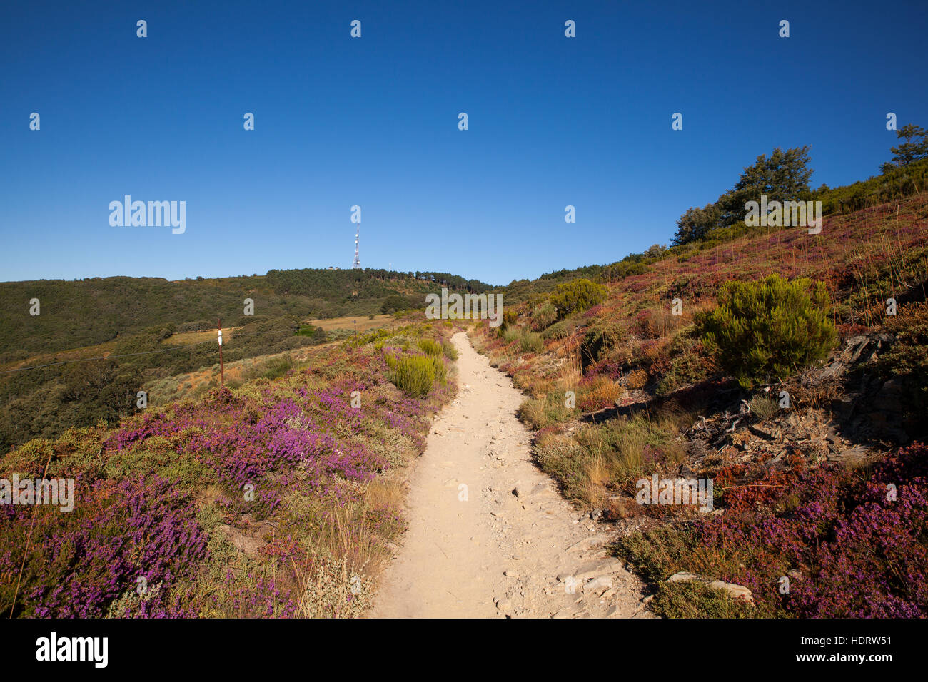 Heather flowers in the spanish countryside at sunrise Stock Photo - Alamy